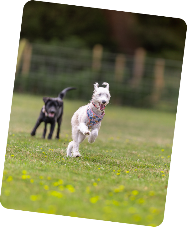 Muttley's Doggy Daycare - Leading Dog Services